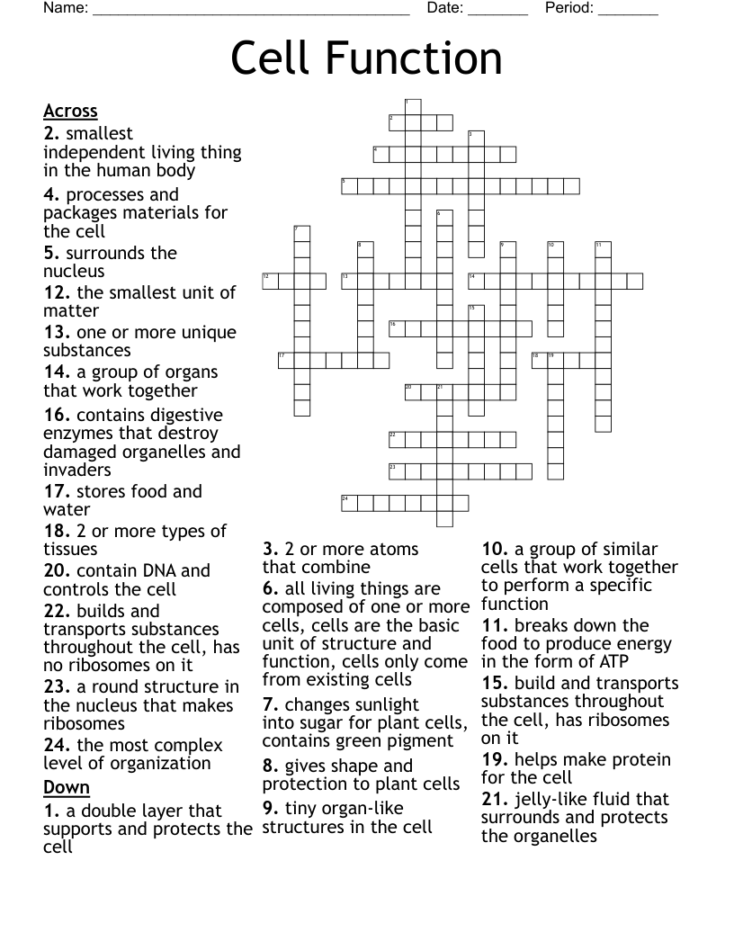 Cell Function Crossword - WordMint
