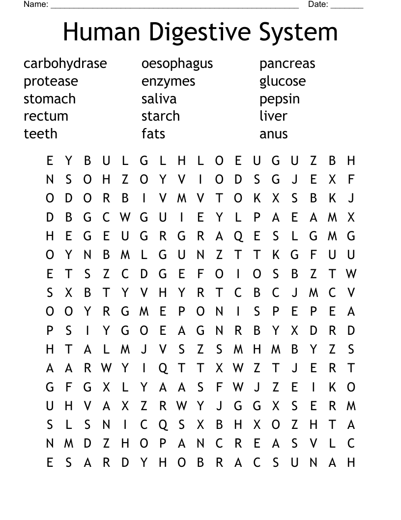 Human Digestive System Word Search - WordMint