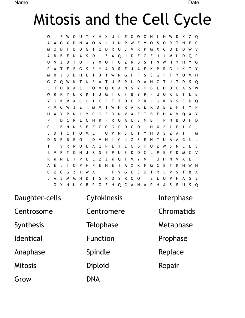 Mitosis And The Cell Cycle Word Search WordMint