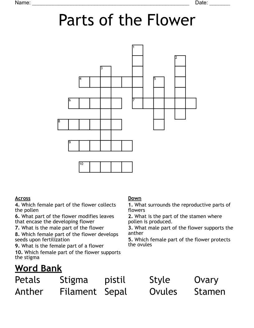 Parts Of The Flower Crossword WordMint
