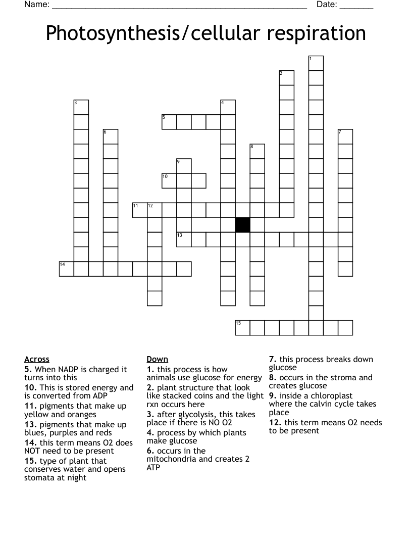 Photosynthesis/cellular respiration Crossword - WordMint