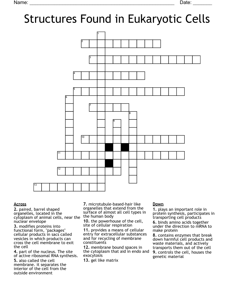 Structures Found in Eukaryotic Cells Crossword - WordMint