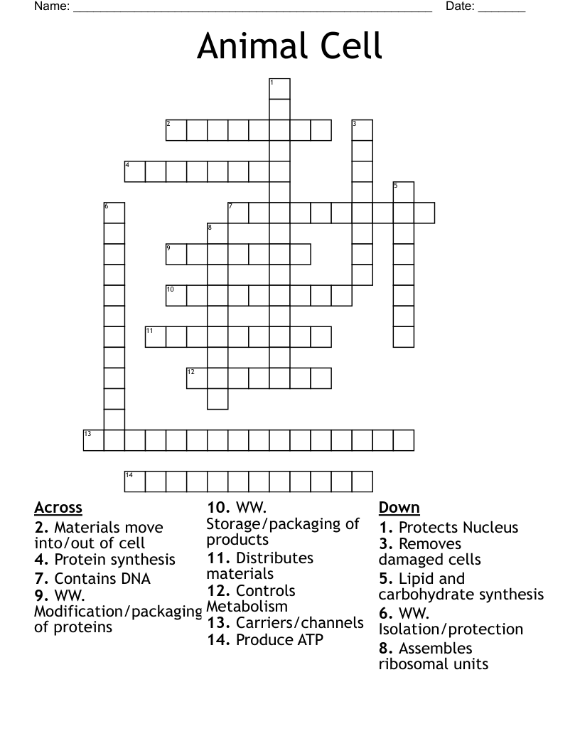 Animal Cell Crossword - WordMint