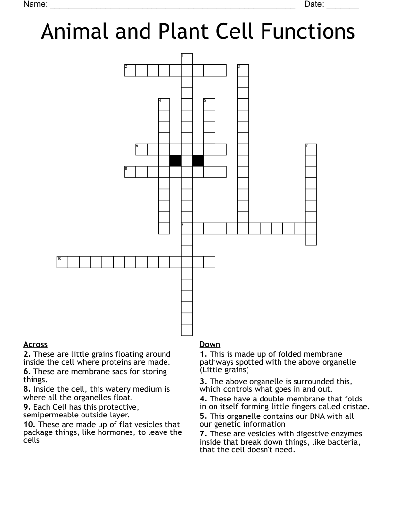 Animal and Plant Cell Functions Crossword - WordMint