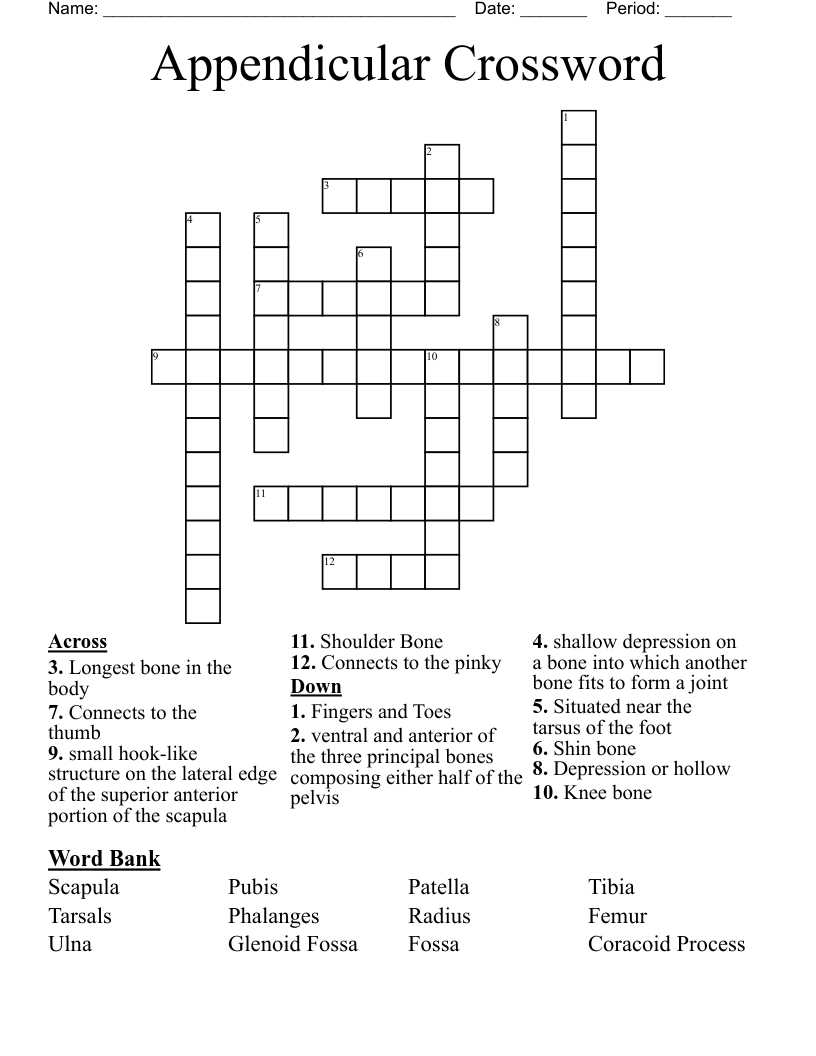 Appendicular Crossword - WordMint
