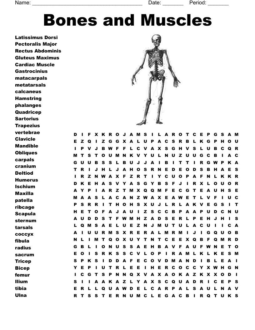 Muscular Skeletal Bingo WordMint