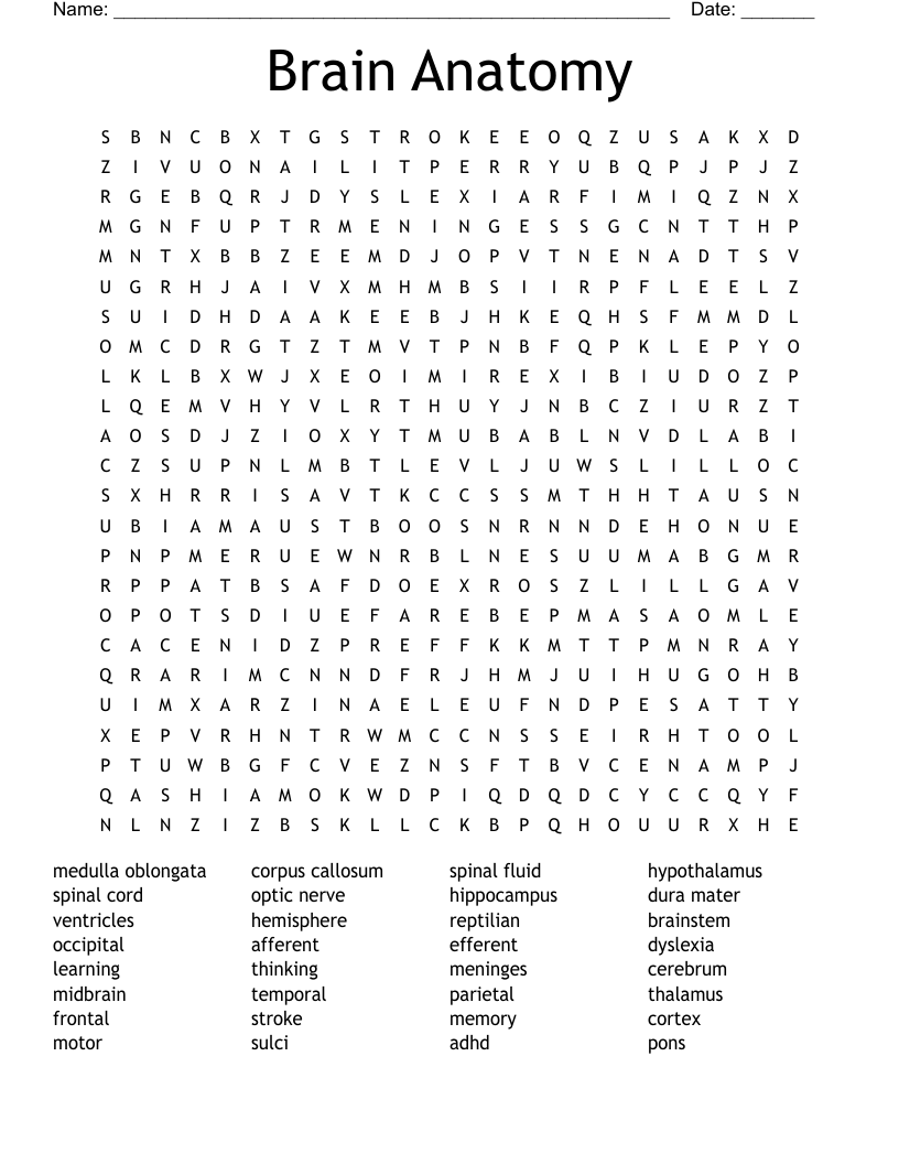Brain Anatomy Word Search WordMint
