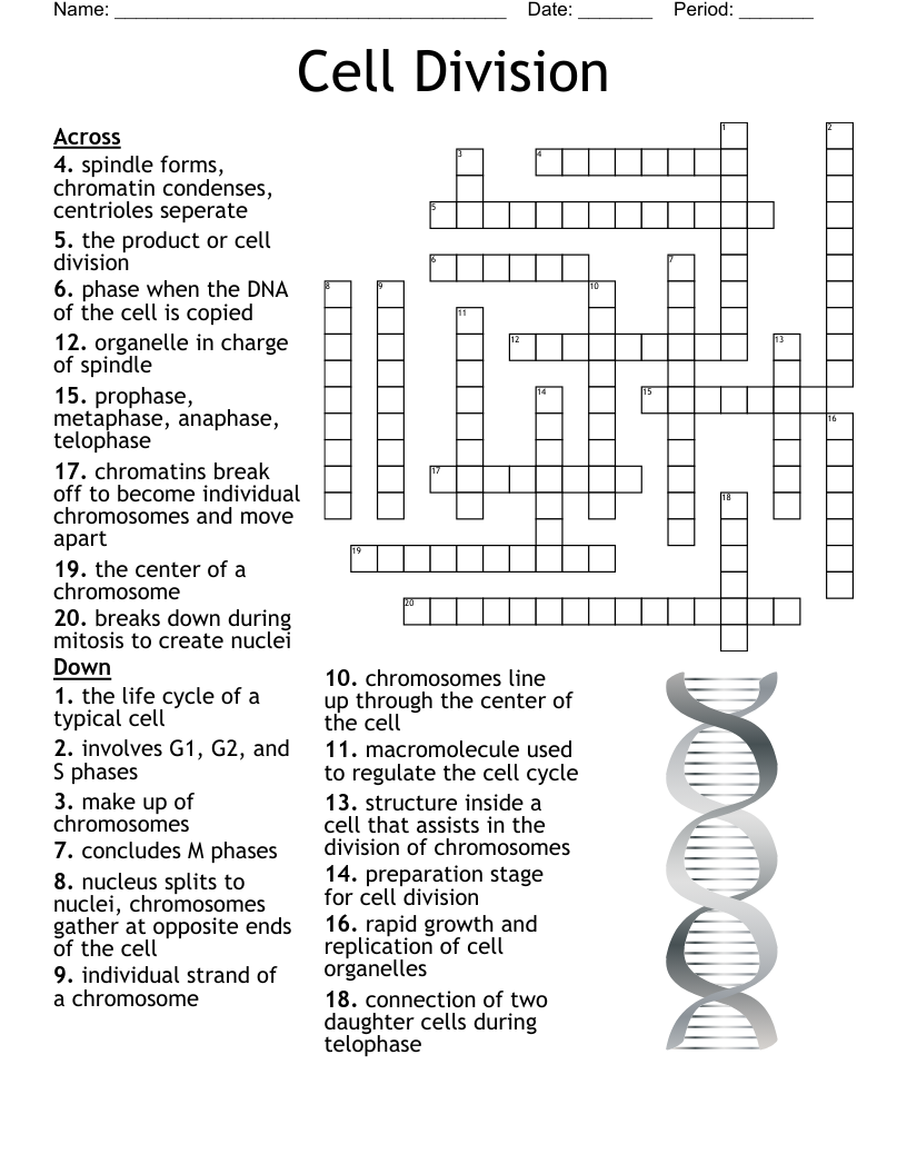 Chapter 10 Cell Growth And Division Crossword Puzzle Answers
