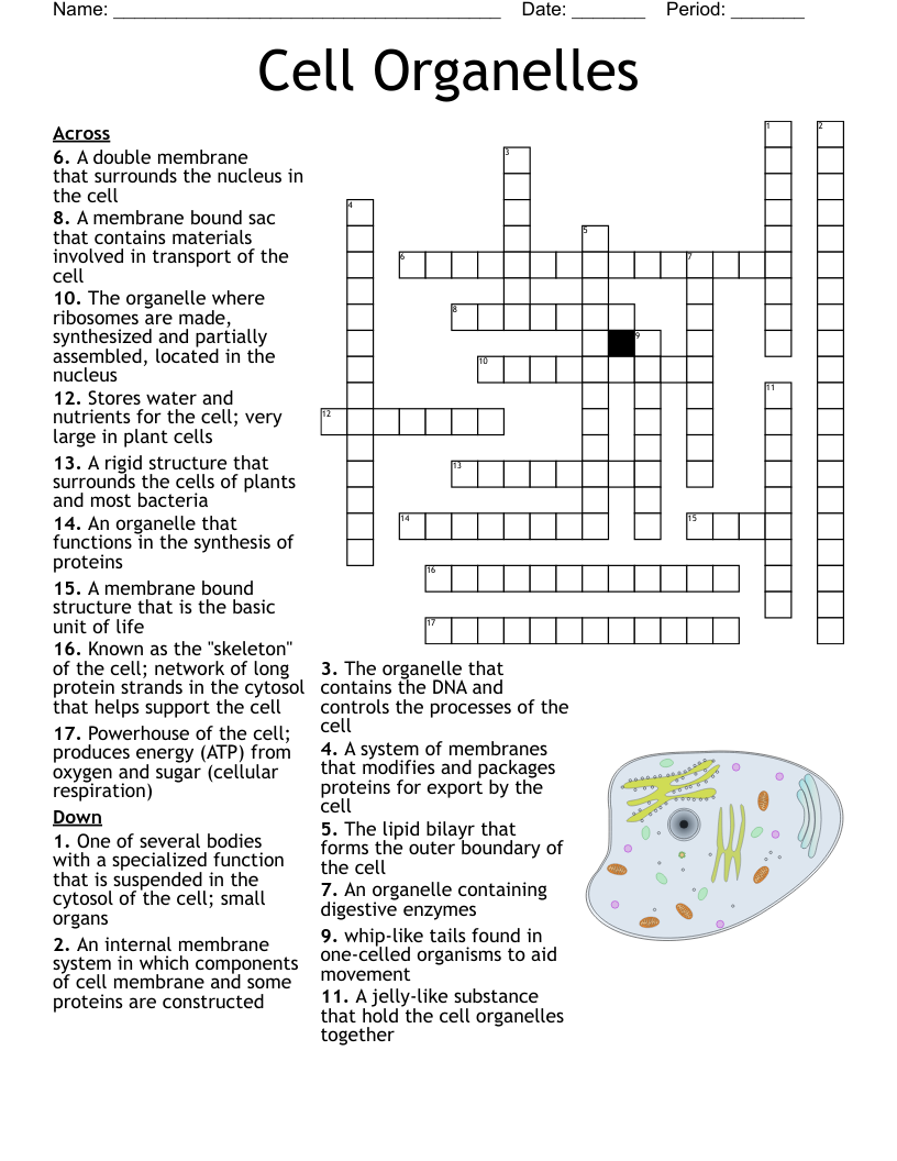 Cell Organelles Structure And Function Crossword Puzzle WordMint