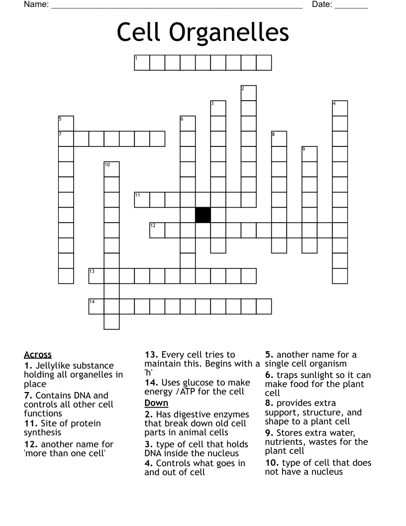 Cell Organelles Crossword - WordMint