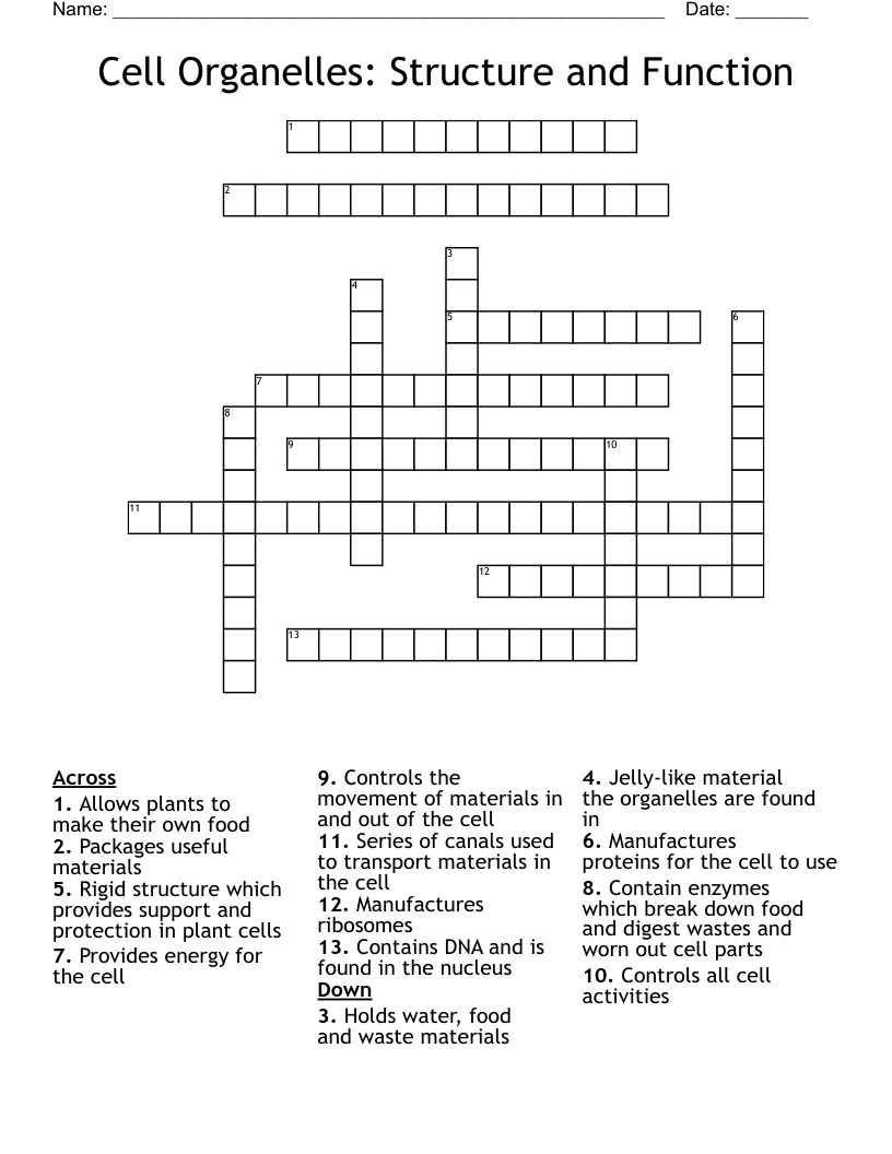 Cell Organelles Structure And Function Crossword Puzzle WordMint