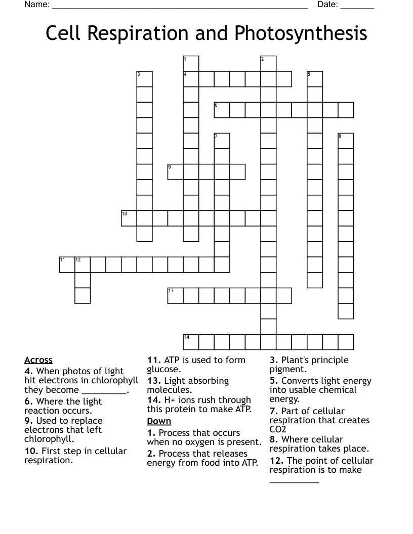 Cell Respiration and Photosynthesis Crossword - WordMint