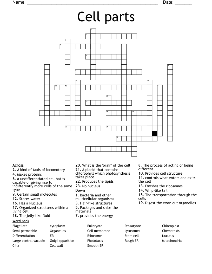 Cell parts Crossword - WordMint