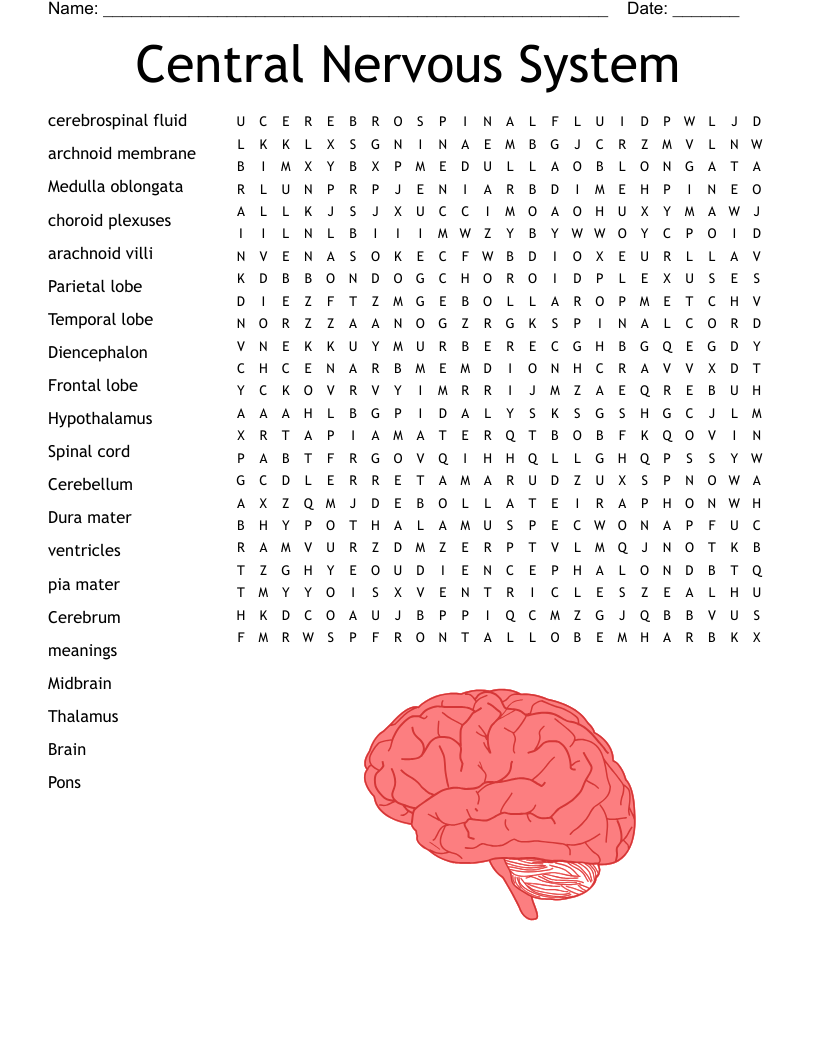 Concussion Words Word Search WordMint