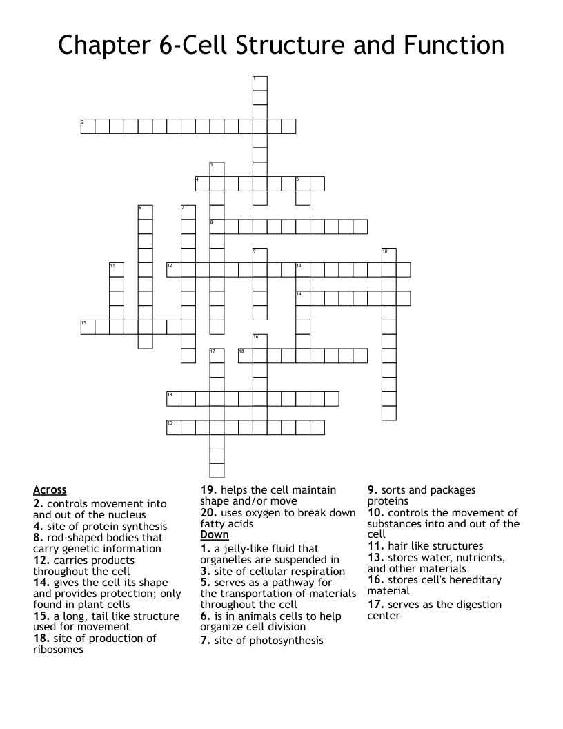 Chapter 6 Cell Structure And Function Crossword WordMint