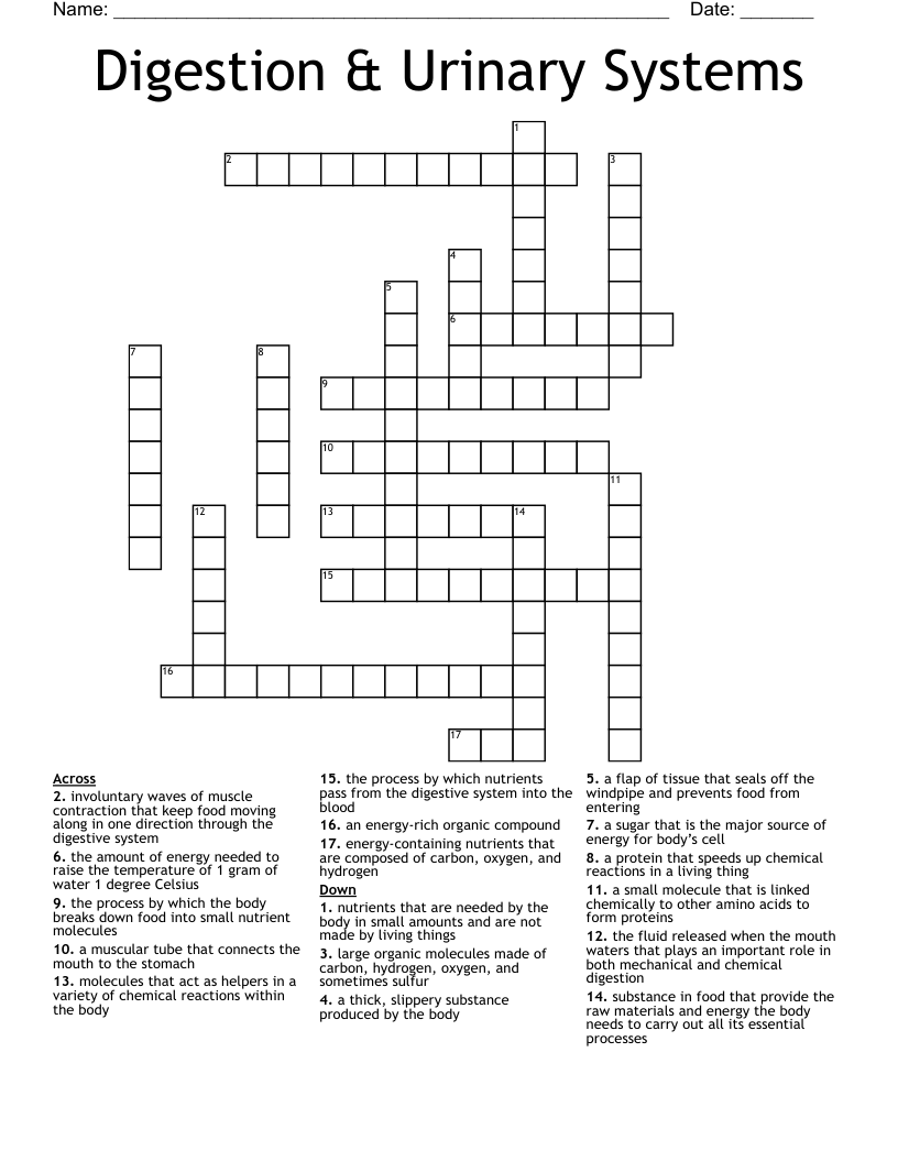 Digestion & Urinary Systems Crossword - WordMint