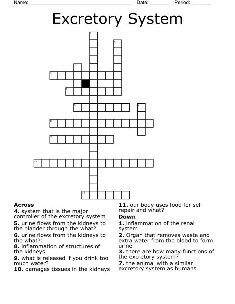 Excretory System Crossword - WordMint