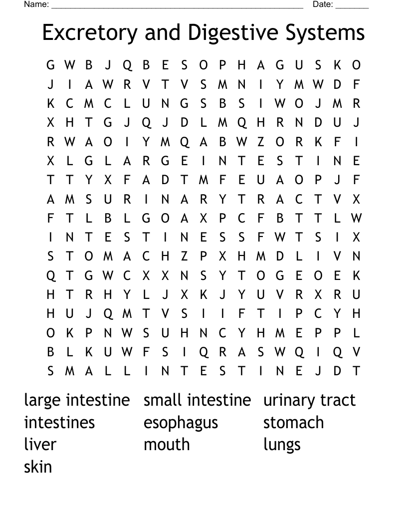 Excretory and Digestive Systems Word Search - WordMint