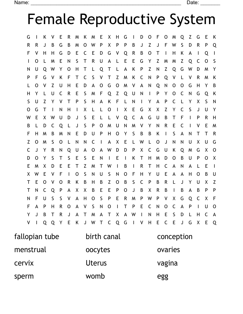 ANATOMY OF THE FEMALE REPRODUCTION SYSTEM Crossword WordMint