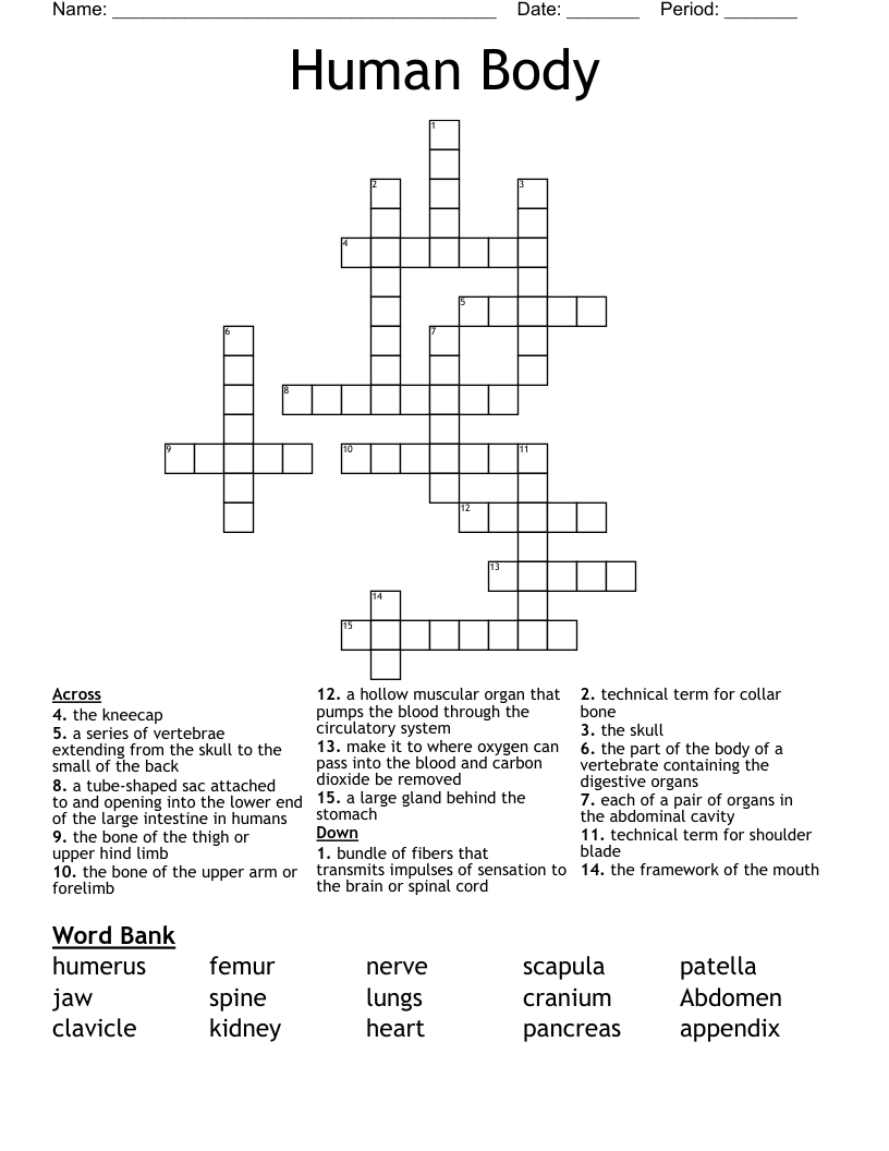 Human Body Crossword WordMint