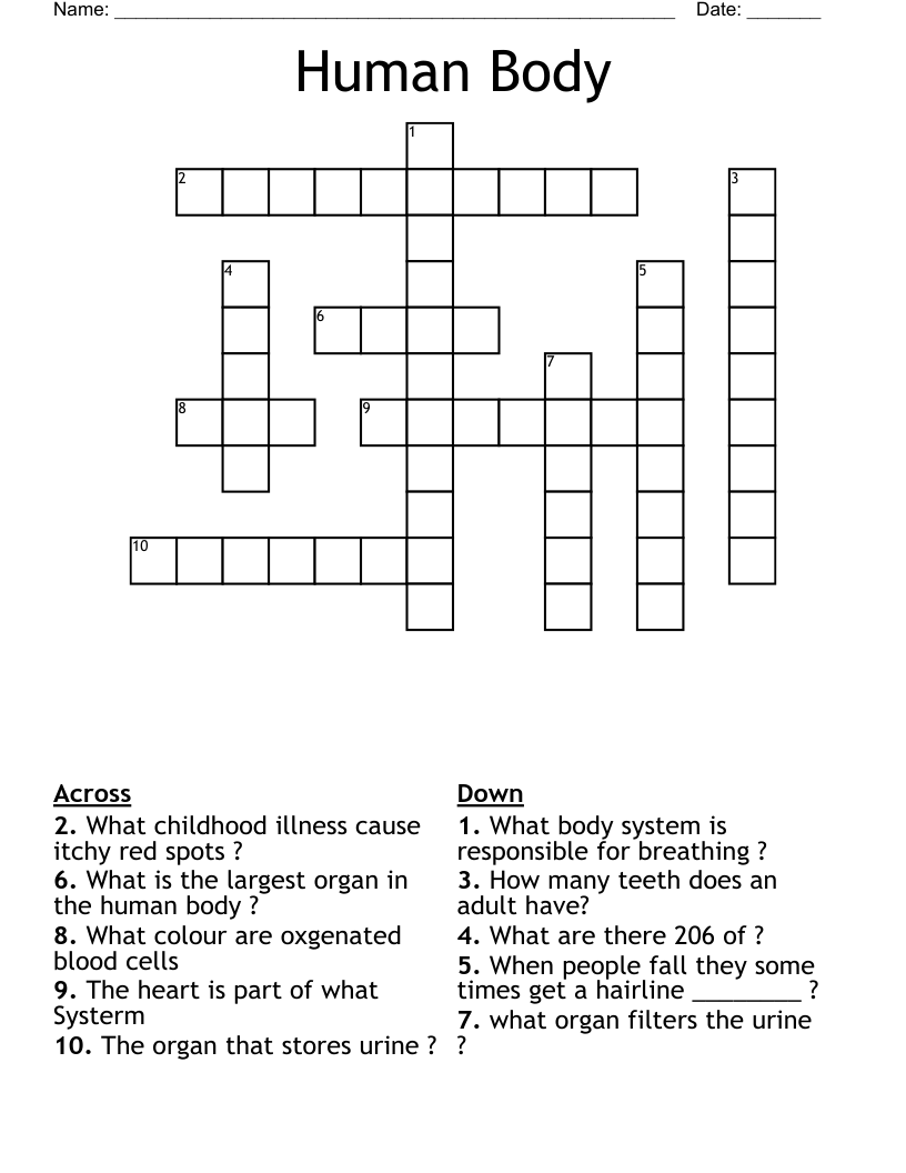 Human Body Crossword WordMint