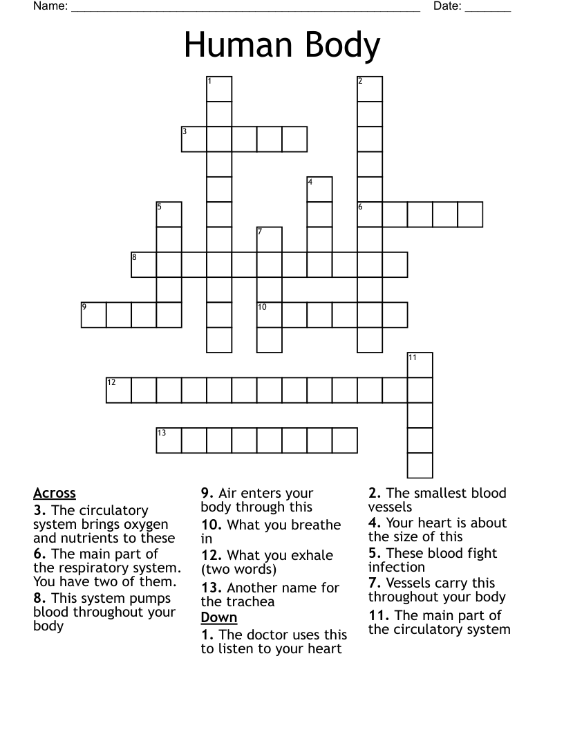 Human Body Crossword WordMint