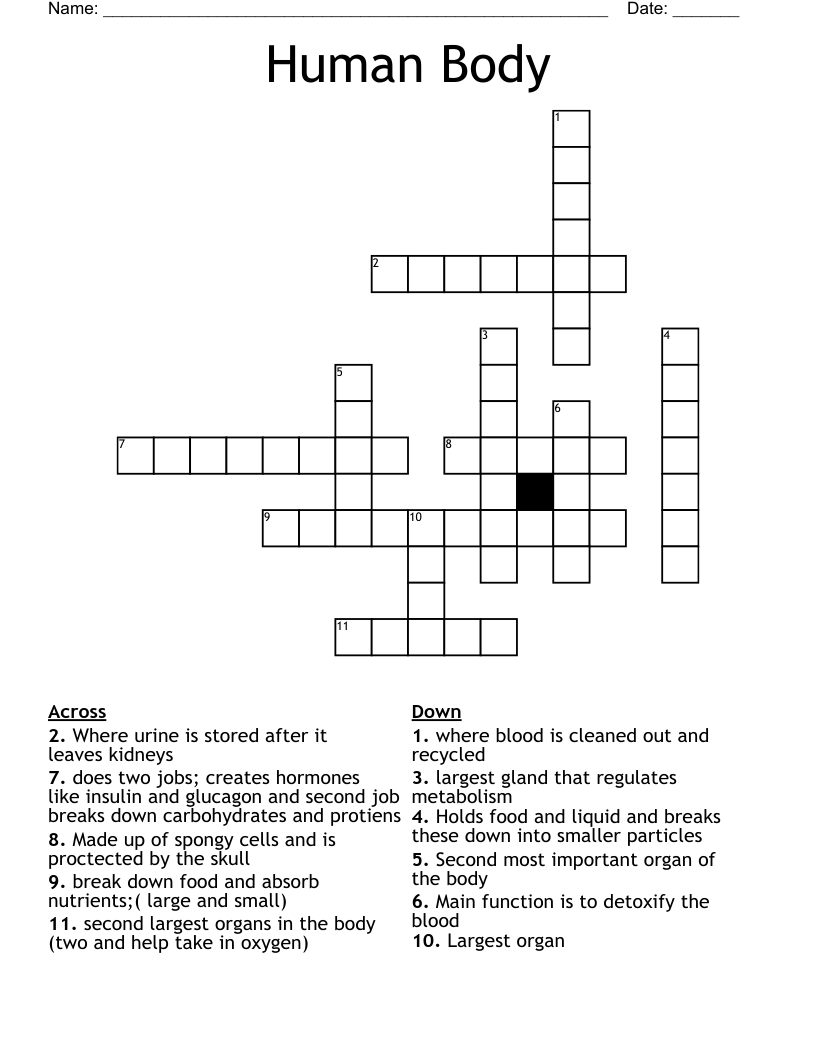 Human Body Crossword - WordMint