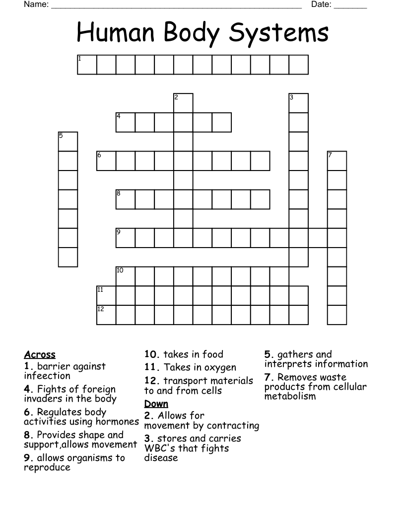 Human Body Systems Crossword Puzzle Answers