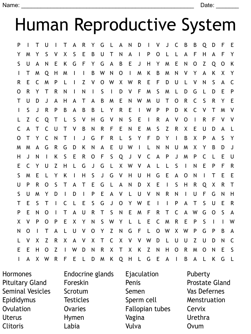 Reproductive System Word Search - WordMint
