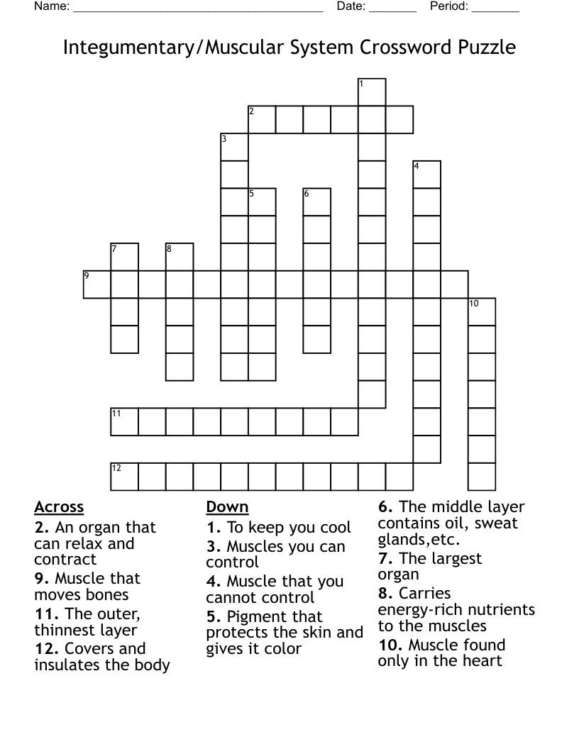 Skeletal Muscular System Crossword WordMint
