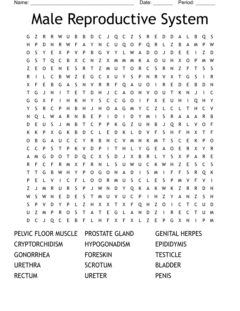 Male Reproductive System Word Search - WordMint