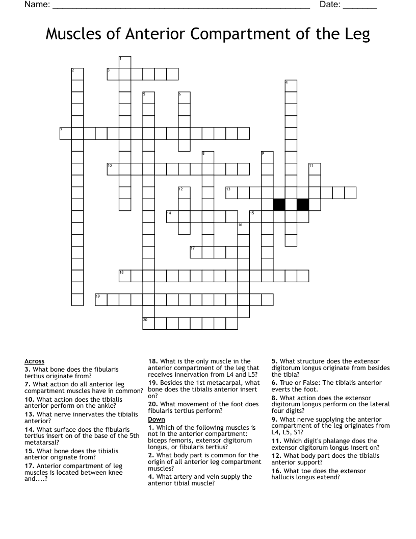 Bones Ligaments And Muscles Of The Lower Leg Crossword WordMint