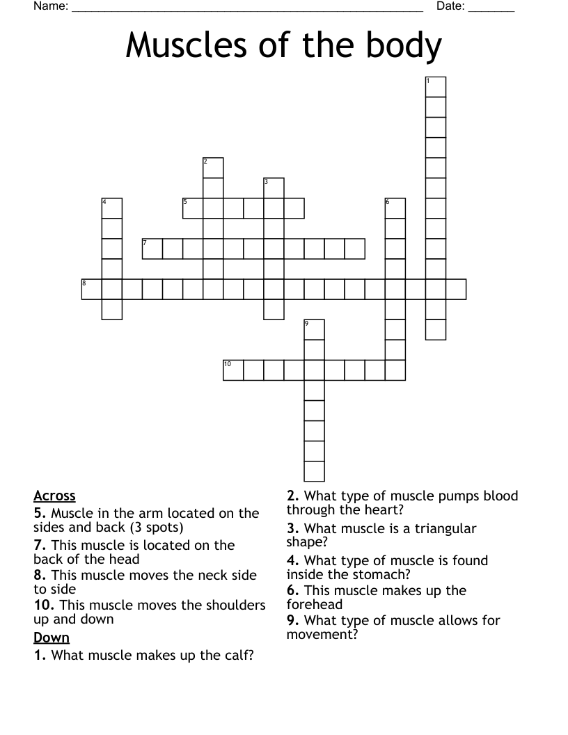 Muscles Of The Body Crossword WordMint