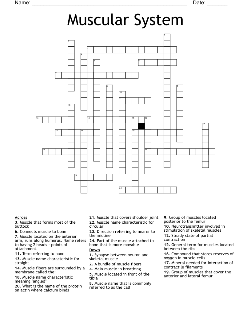 Muscular System Crossword - WordMint