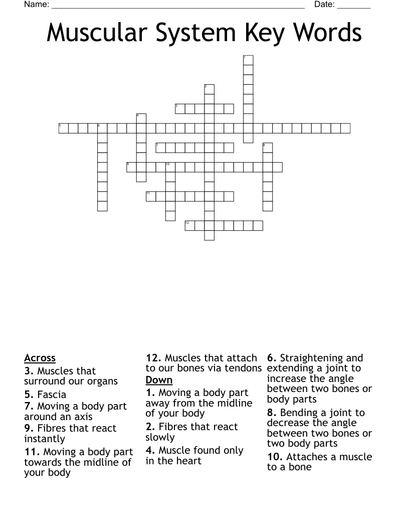 Muscular System Key Words Crossword WordMint