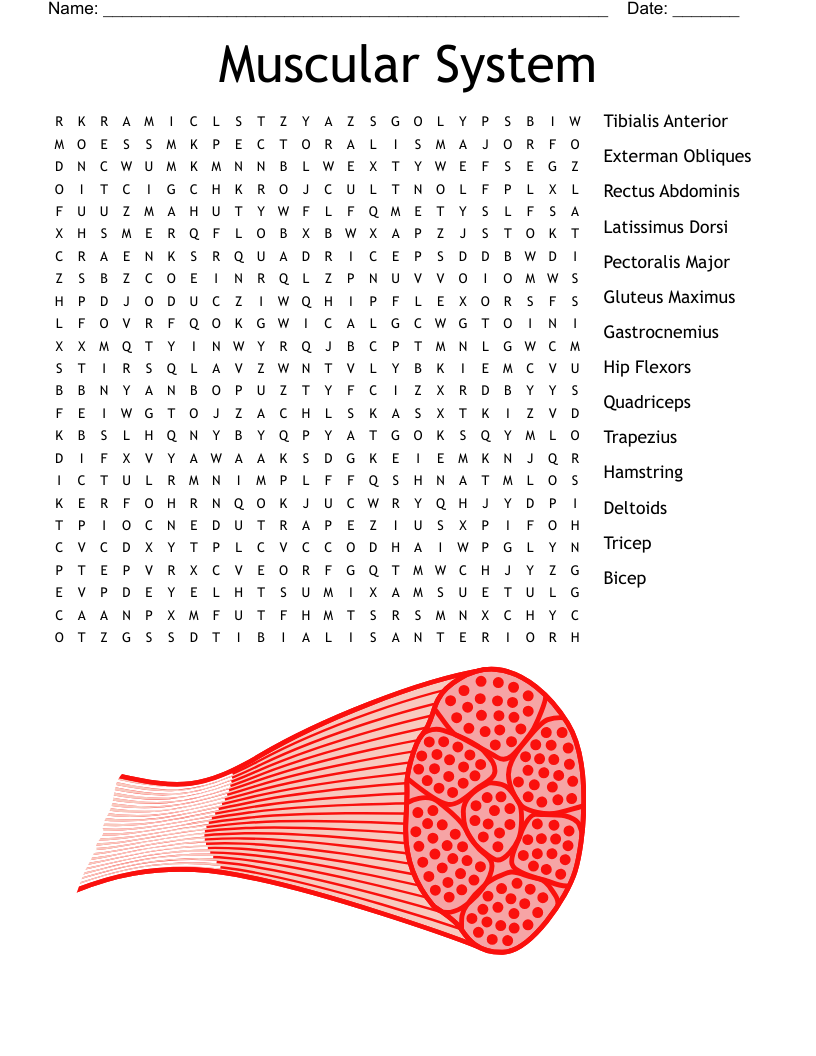 Muscular System Word Search WordMint