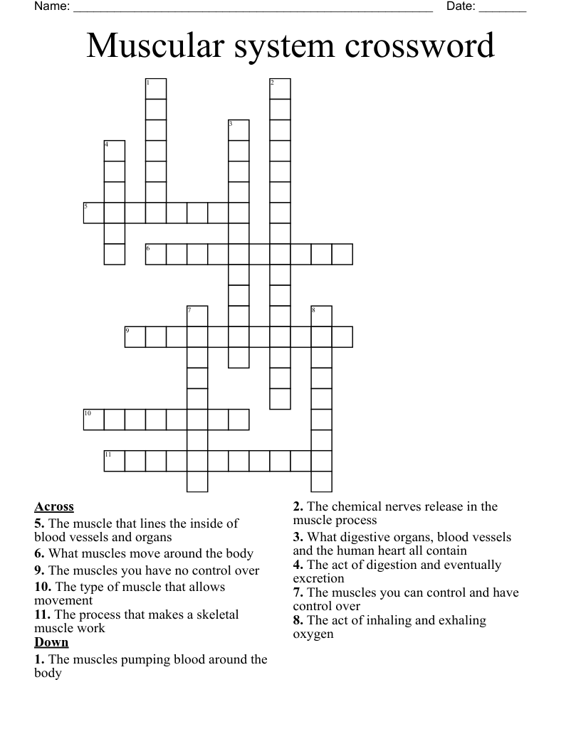 Muscular system crossword - WordMint
