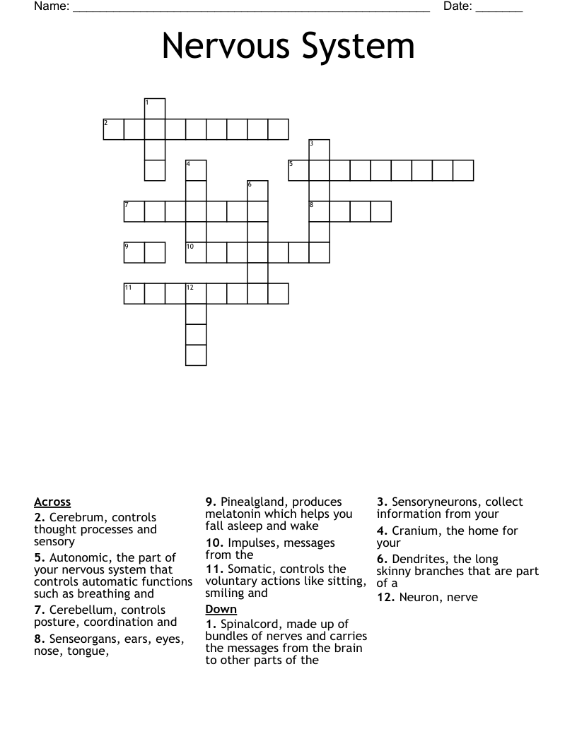 Nervous System Crossword - WordMint