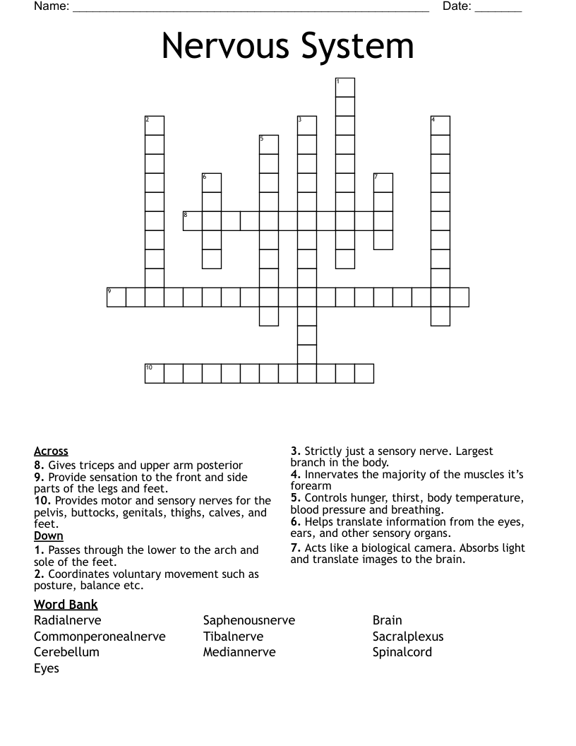 Nervous System Crossword - WordMint