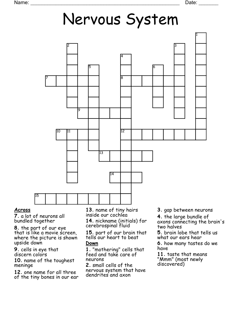 Nervous System Crossword - WordMint