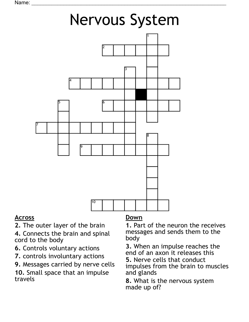 Nervous System Crossword WordMint
