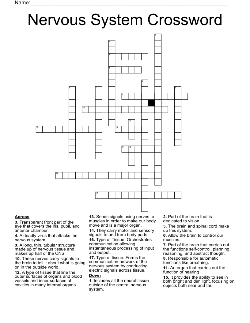 Nervous System Crossword - WordMint