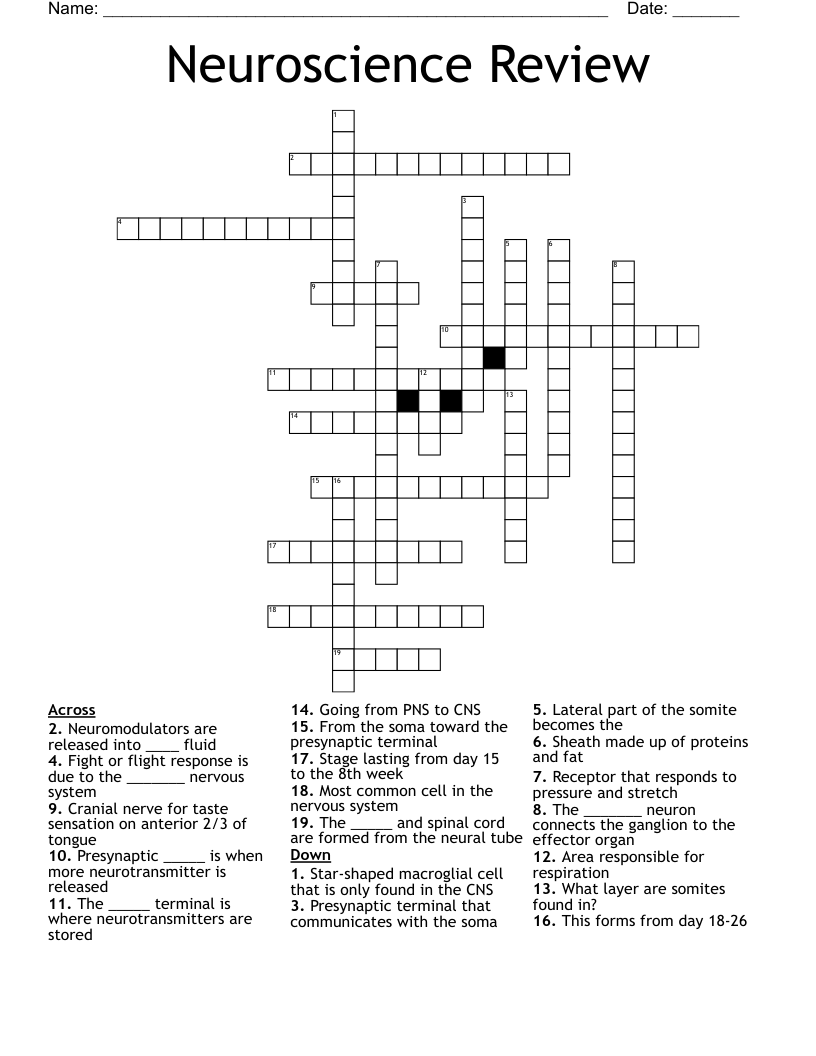 Neuroscience Review Crossword - WordMint