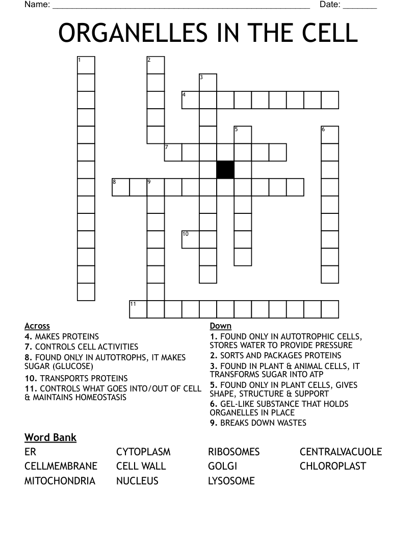 ORGANELLES IN THE CELL Crossword - WordMint