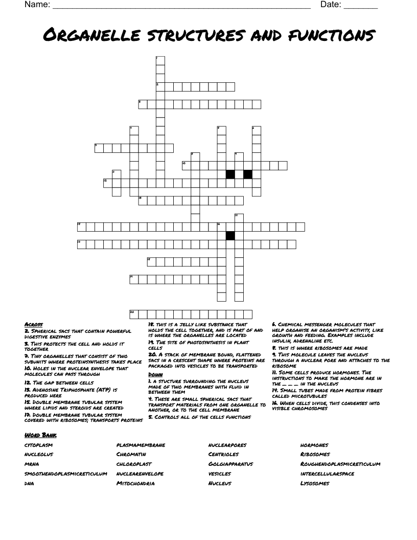 Organelle structures and functions Crossword - WordMint