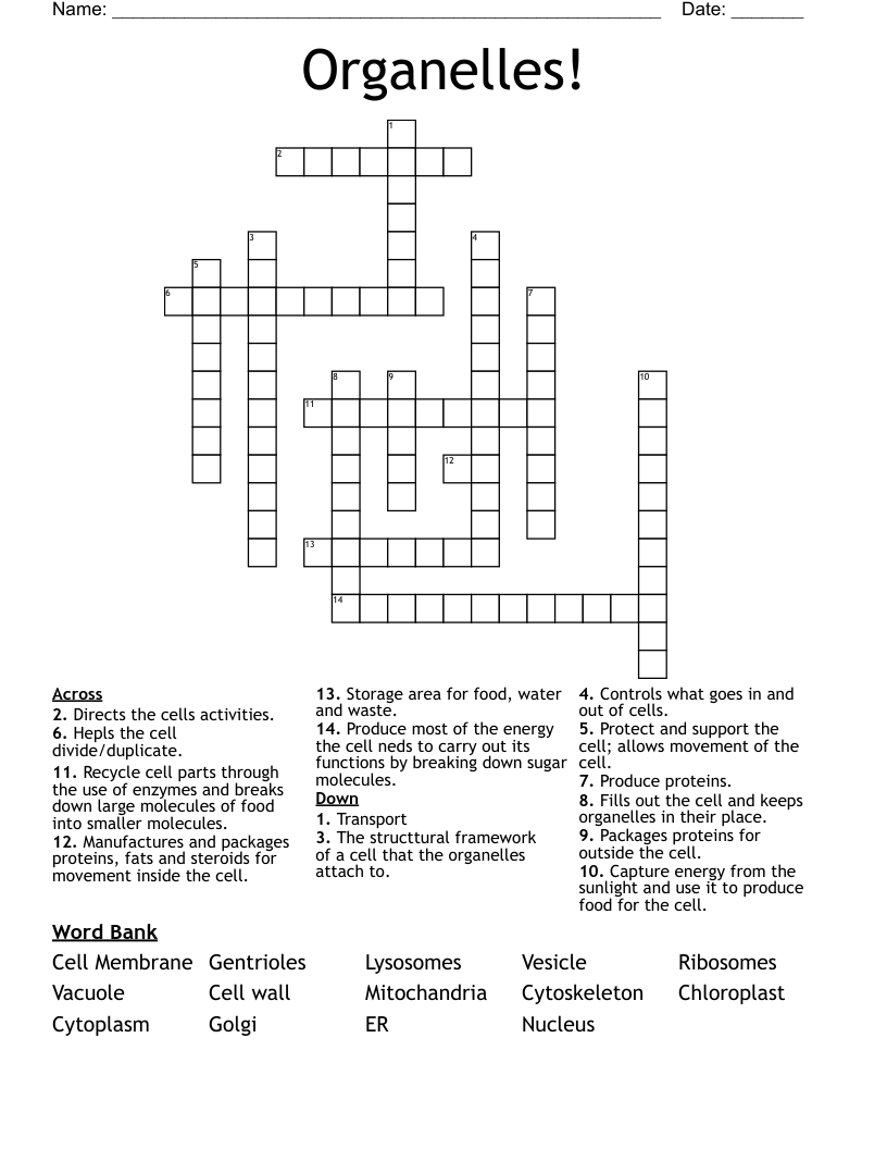 Organelles! Crossword - WordMint