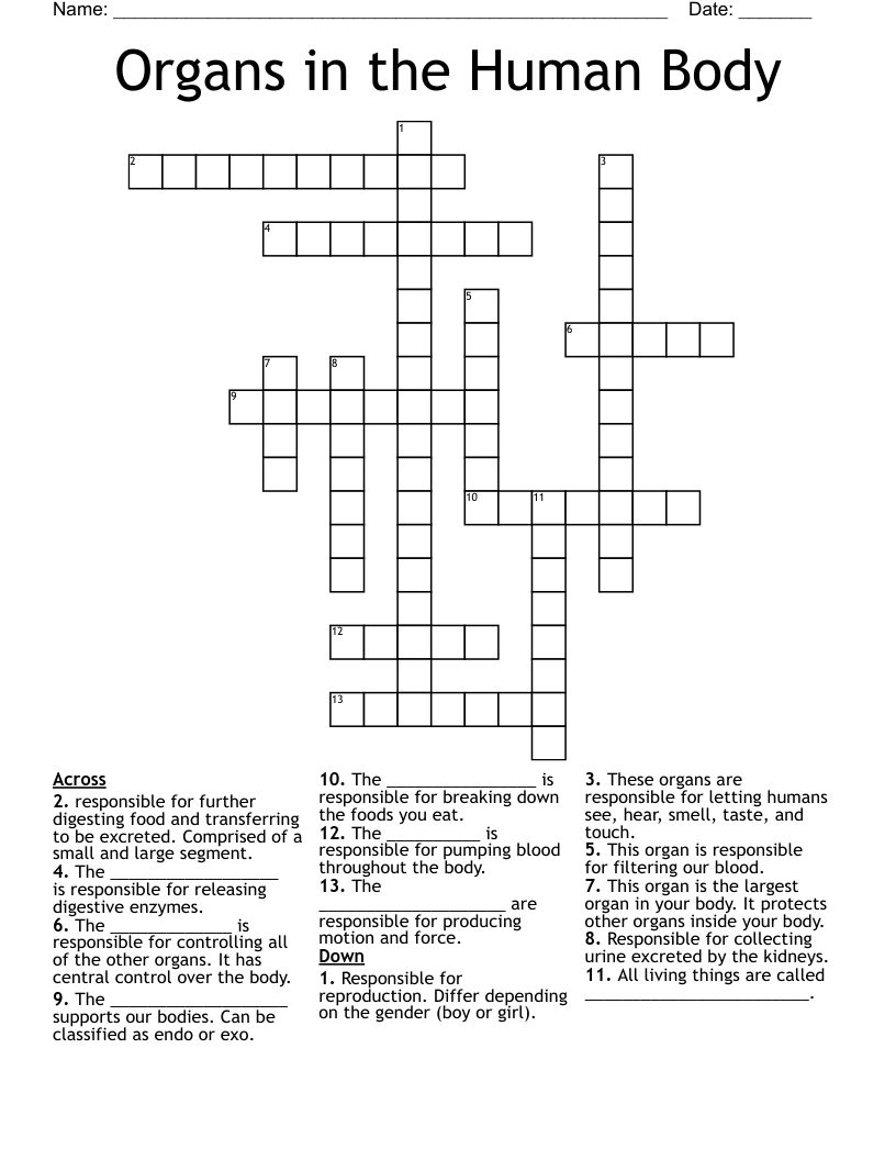 Organs In The Human Body Crossword WordMint