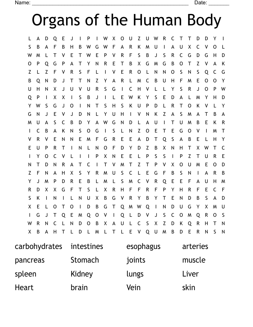 Organs Of The Human Body Word Search WordMint