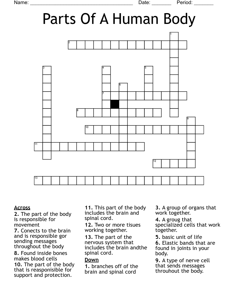 Parts Of A Human Body Crossword WordMint