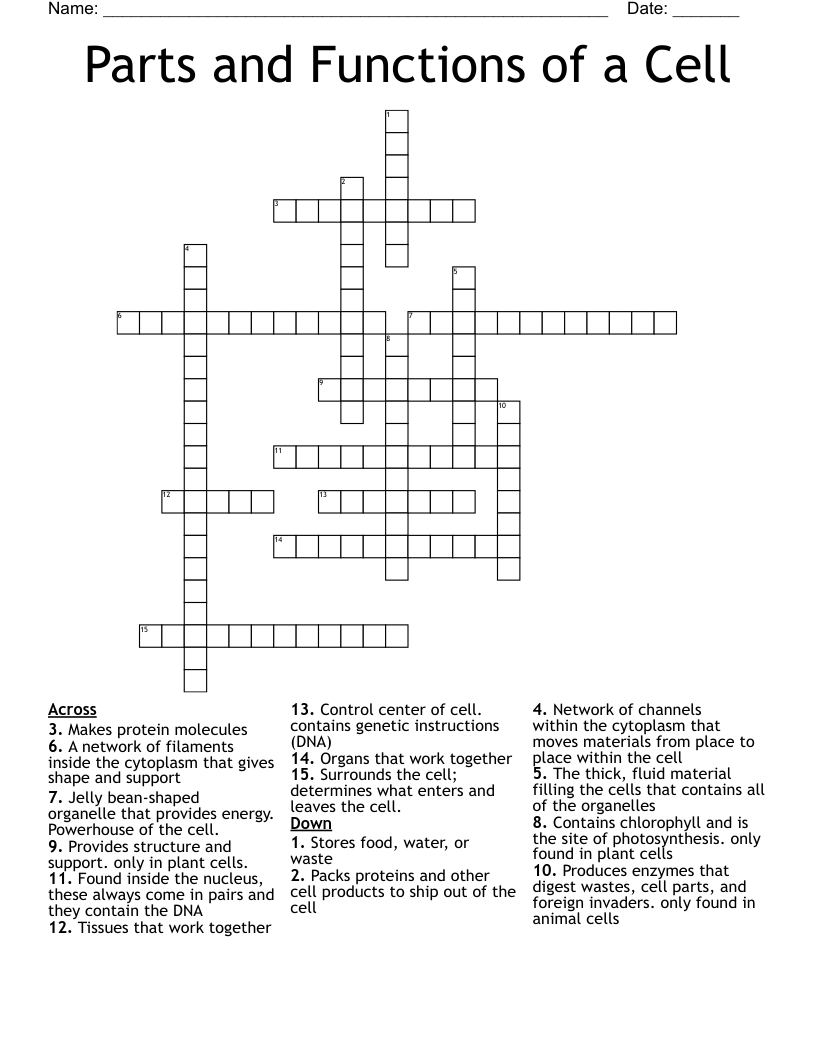 Parts And Functions Of A Cell Crossword WordMint